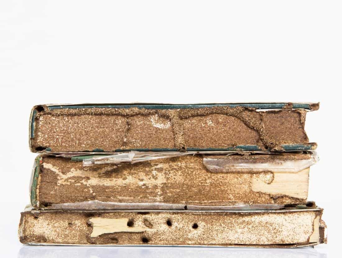 What Wood Termites Do Not Eat? There Are Quite A Few