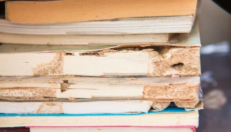 5 Bugs That Eat Books And Paper