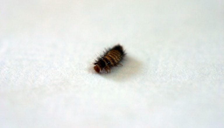 Tiny Brown And White Striped Bug In House - A Detailed Guide