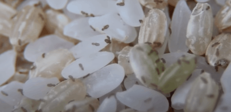 What Causes Bugs In Rice And How To Get Rid Of Rice Bugs