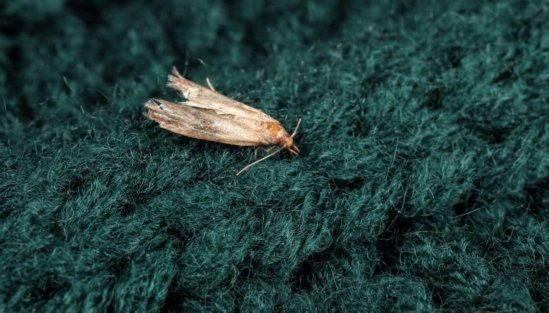 15 Tiny White Bugs That Look Like Dust And Lint
