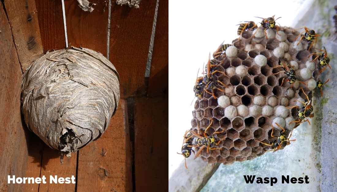 Hornet Nest Identification