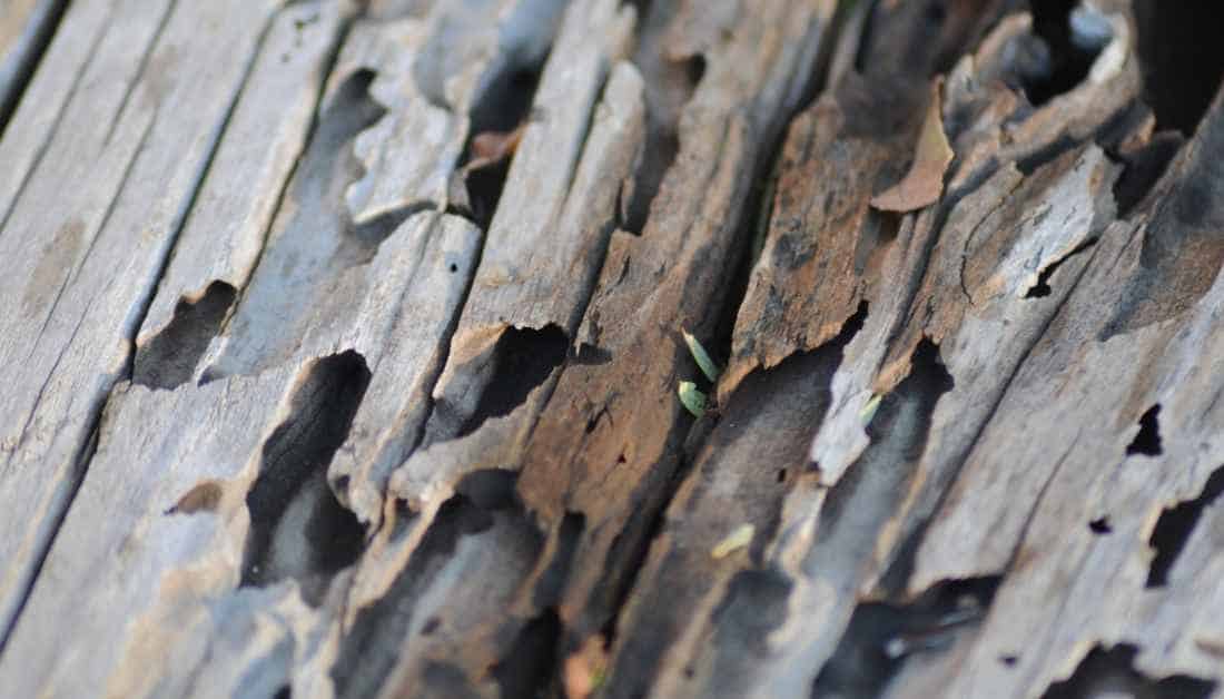 How To Eliminate Termites In Yard, Safely In 8 Steps