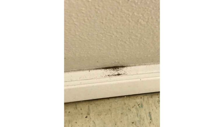 How To Eliminate Termites In Yard, Safely In 8 Steps