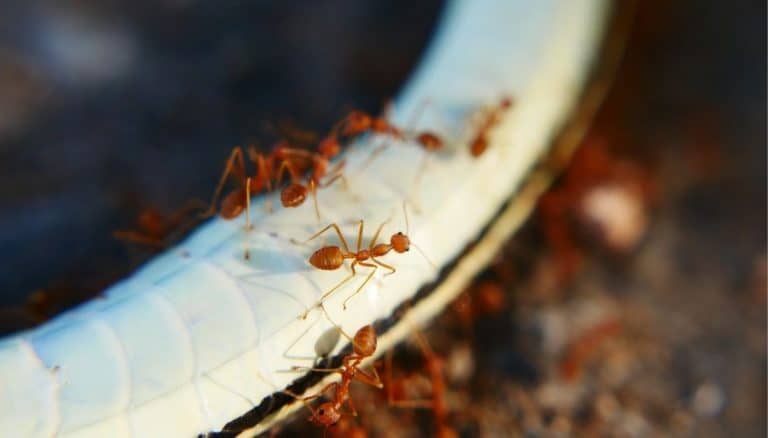 Destructive Tiny Red Ants In Florida Homes