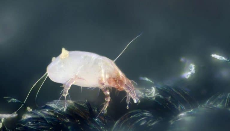 16 Mysterious Microscopic Bugs That Bite (And Easy Solutions)