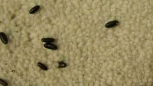 What Does Roach Poop Looks Like? And Why You MUST Know