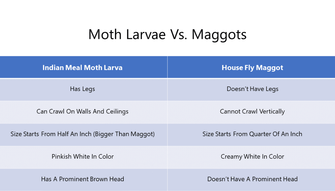 The Mystery Behind Maggots On Ceiling