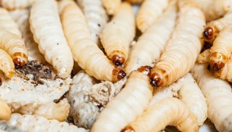 The Mystery Behind Maggots On Ceiling