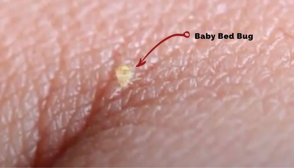 Do Bed Bugs Bite Pets At Ardella Reese Blog Do Bed Bugs Bite Pets At Ardella Reese Blog