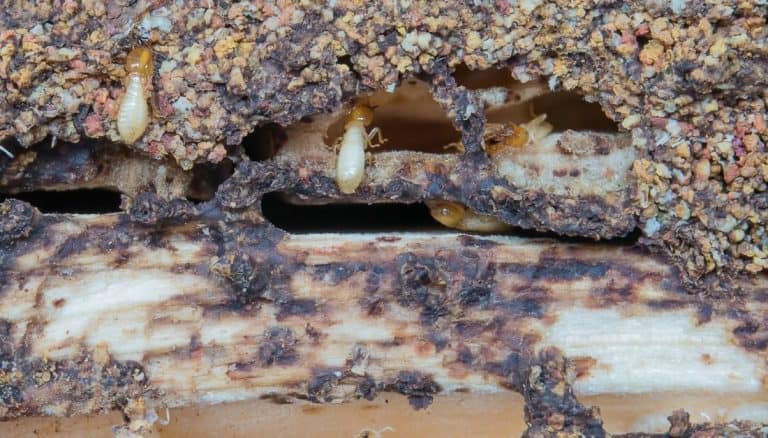 How To Store Firewood To Avoid Termites?