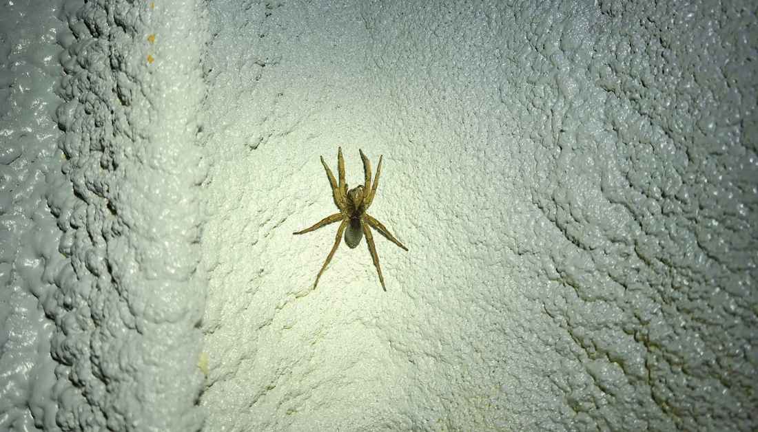 How To Get Rid Of Spiders In Garage And Prevent Them From Returning