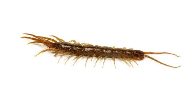 19 Texas House Bugs
