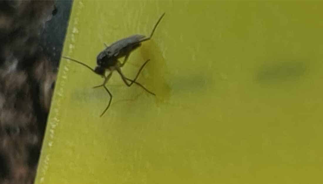 16 Tiny Bugs On Walls And Ceiling That You Must Get Rid Of