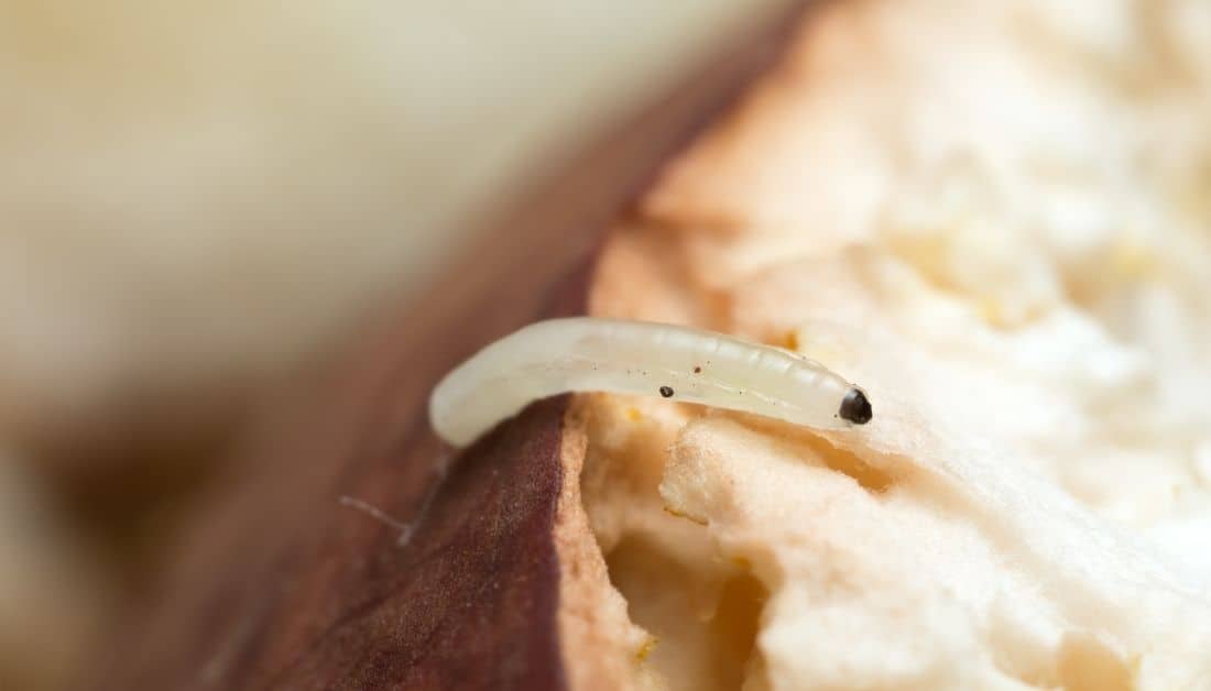 15 Tiny White Bugs That Look Like Dust And Lint