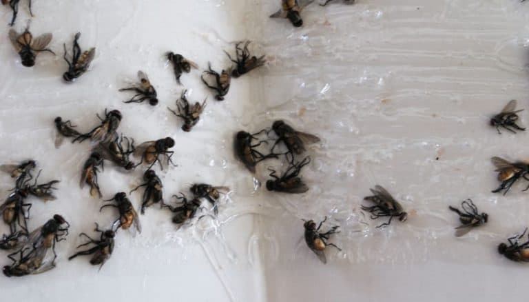 13 Tiny Flying Bugs Attracted To Light
