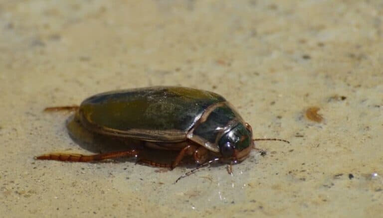 10 Types Of Swimming Pool Bugs And 7 Steps To Get Rid Of Them