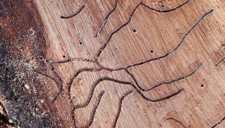 How Can You Save A Tree From Termites?