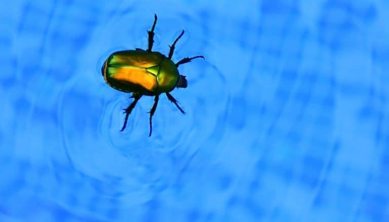 10 Types Of Swimming Pool Bugs And 7 Steps To Get Rid Of Them
