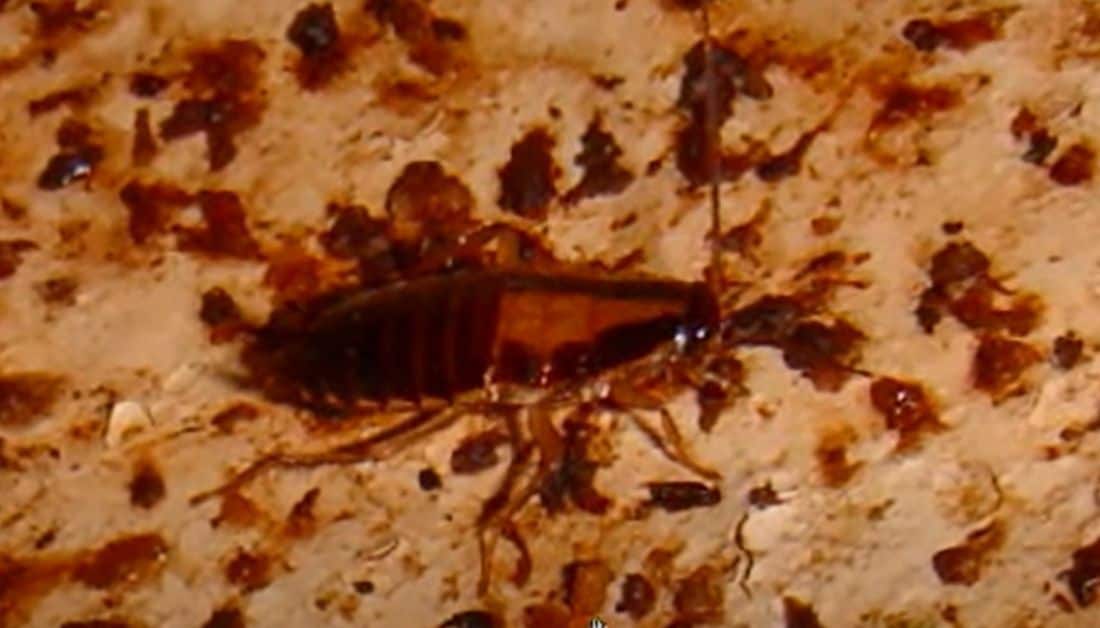 Cockroach Smear Marks - Disgusting Sign Of Roach Infestation