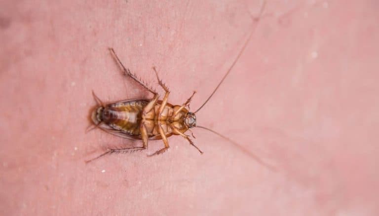 Why Do You Find Dead Cockroaches In Your House