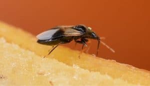 7 Tiny Black Bugs In Grass That Bite