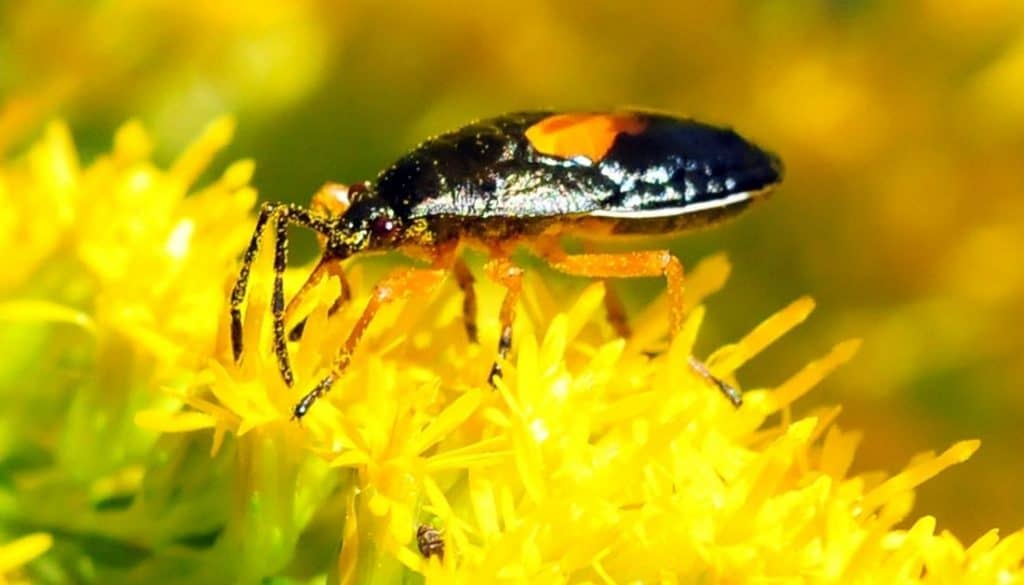 6 Invisible Microscopic Bugs That Bite