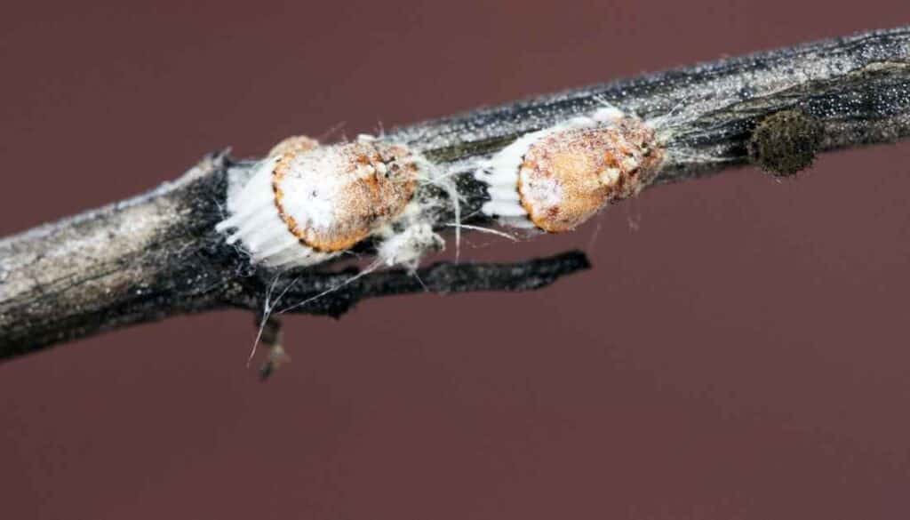 18 Bizarre Tiny White Bugs That Look Like Dust And Lint