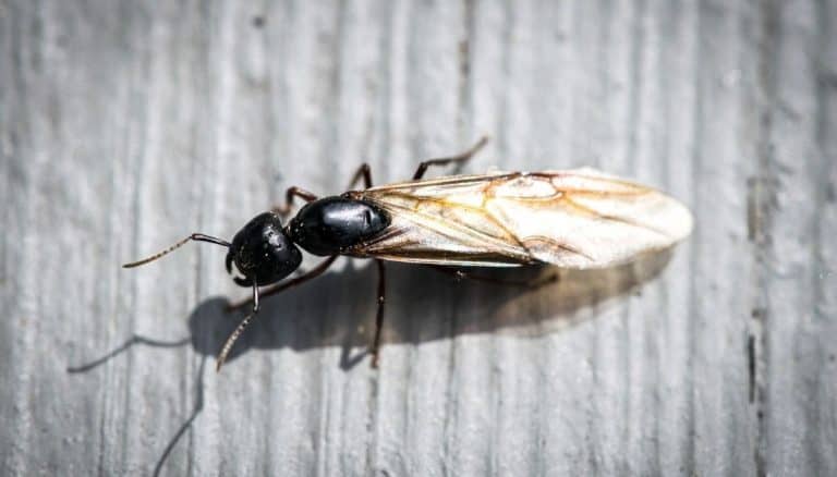 13 Tiny Flying Bugs Attracted To Light