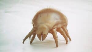 15 Tiny White Bugs That Look Like Dust And Lint