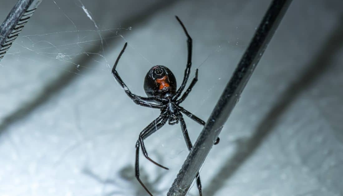 11 Arizona Bugs That Bite And Sting In 2025