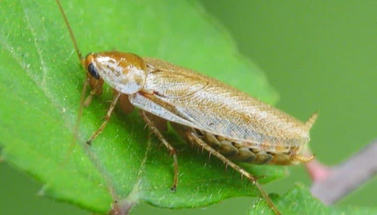 Wood Roach Vs. Cockroach - 2 Major Differences