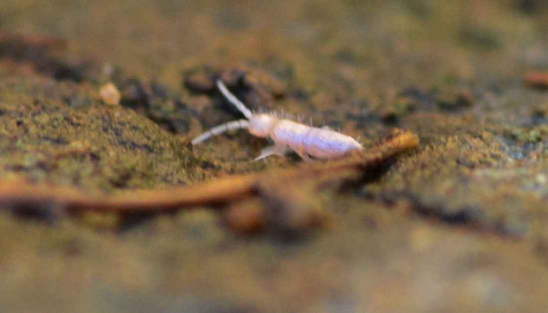 15 Tiny White Bugs That Look Like Dust And Lint