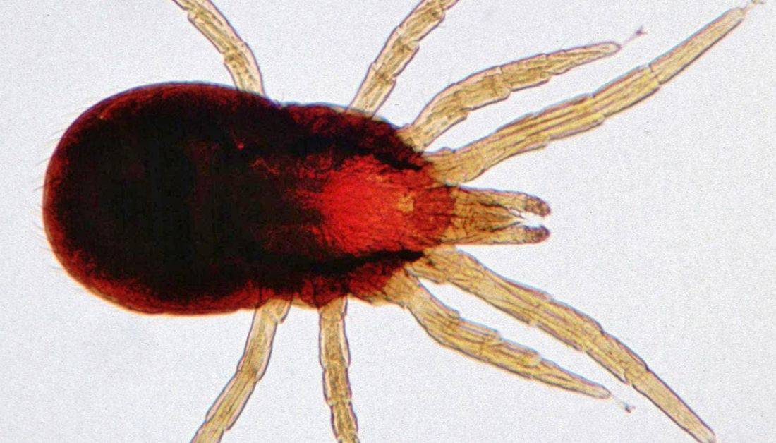 13 California Bugs That Bite And Sting Hard