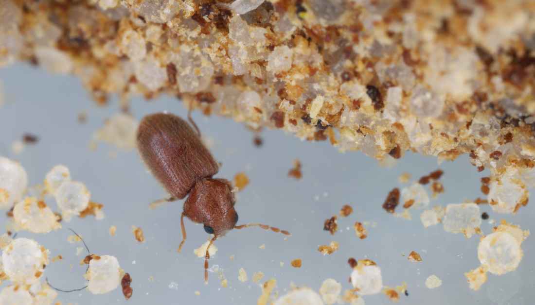 11 Tiny Brown Bugs In The Kitchen That Destroy Your Food