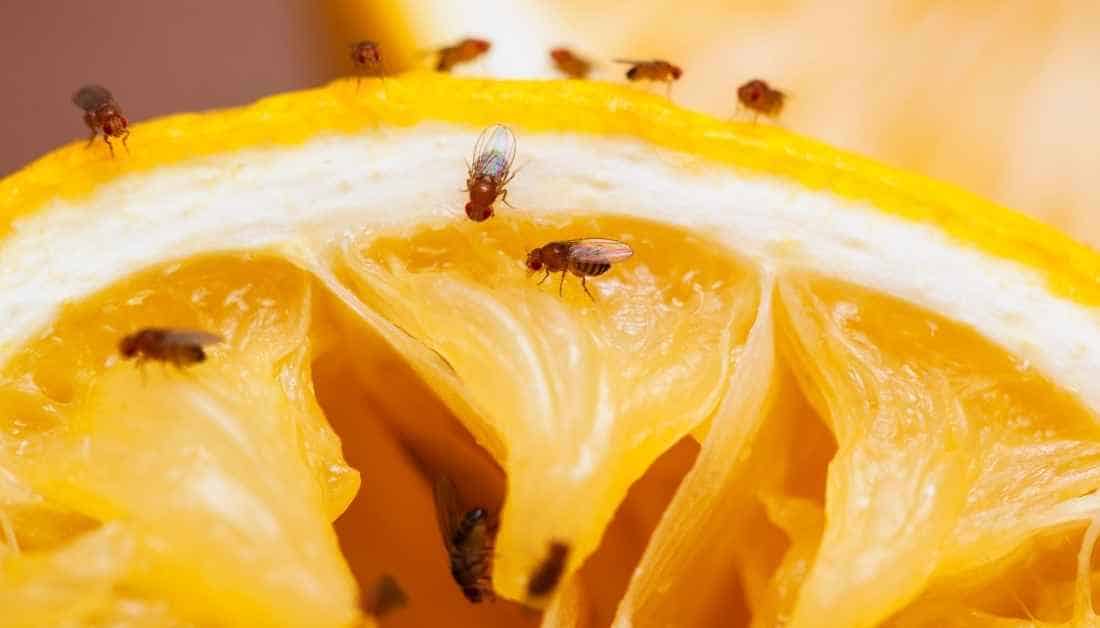 Apartment Bugs In New York City