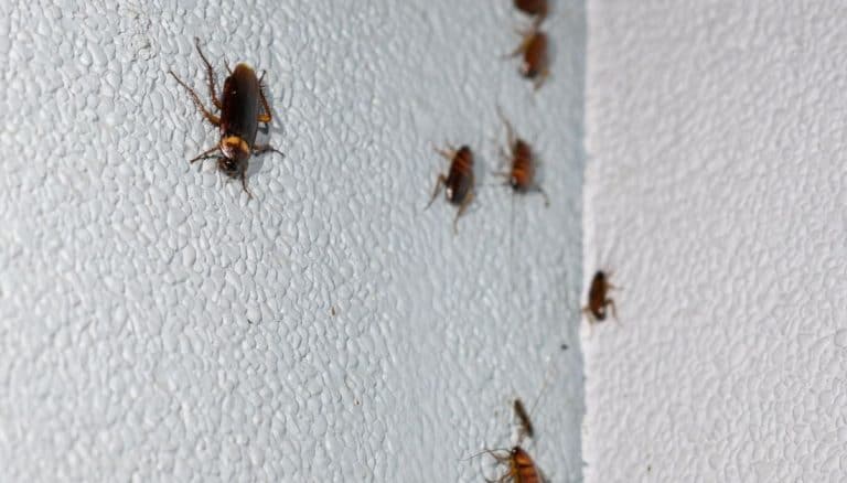 How To Know If Roaches Are In Walls - 4 Signs That You Should Never Ignore