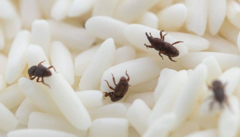 5 Tiny Black Beetles In The House (And How To Quickly Get Rid Of Them ...