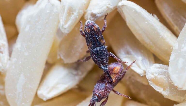 11 Tiny Brown Bugs In The Kitchen That Destroy Your Food