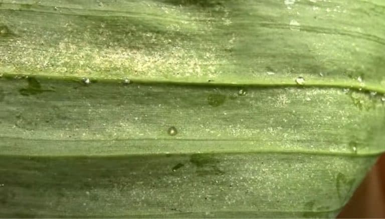 2 Non Toxic Small Clear White Bugs In Your House