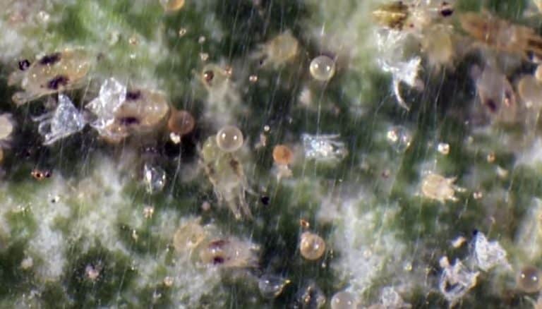 Small Clear White Bugs In The House - Revealed!