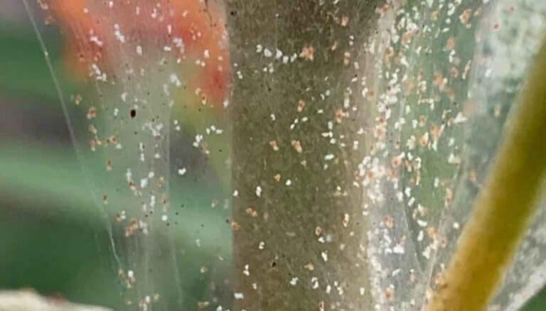 15 Tiny White Bugs That Look Like Dust And Lint