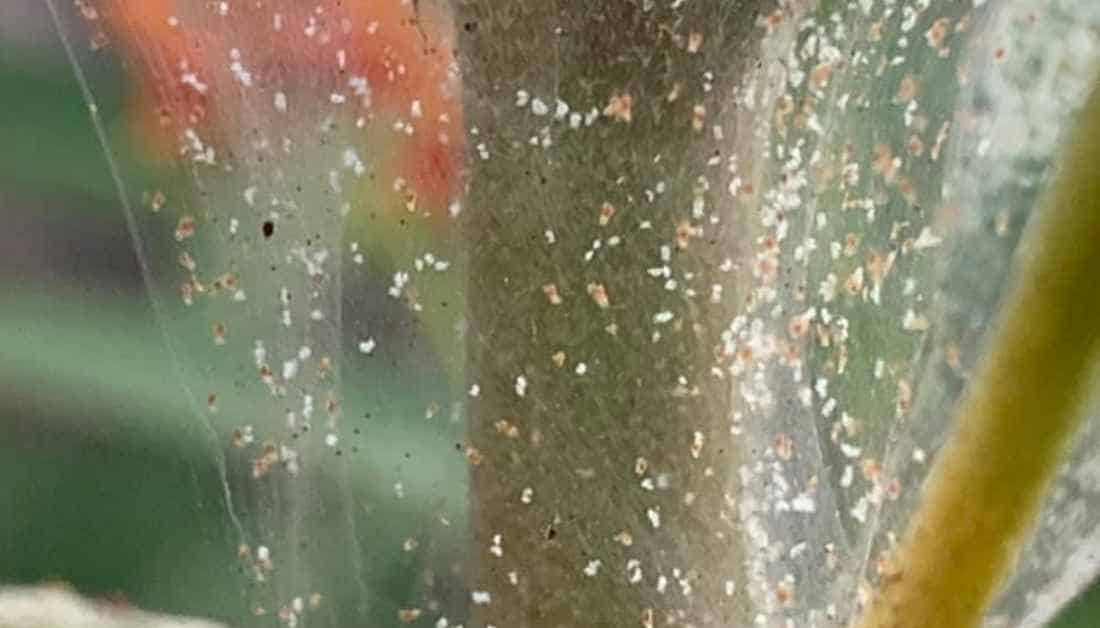 6 Tiny White Bugs All Over The Car, Reasons Revealed!