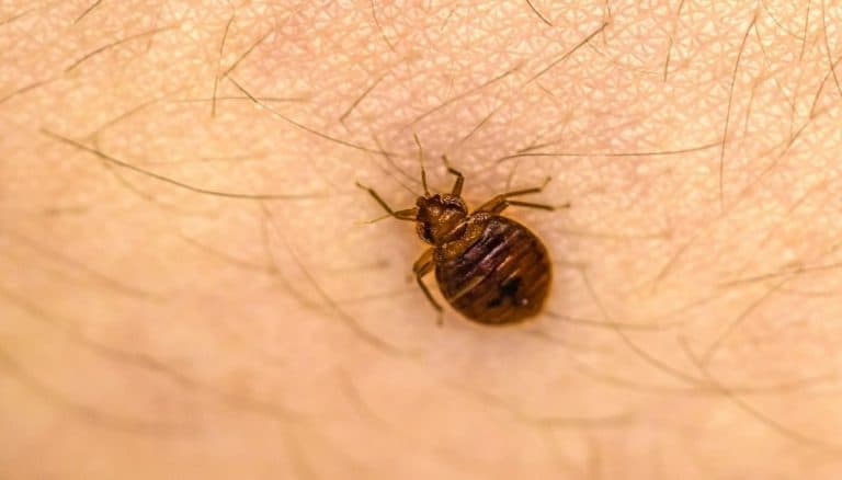 13 California Bugs That Bite And Sting Hard