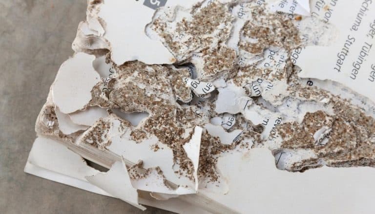 Do Termites Eat Human Food? Termite's #1 Secret [Revealed]