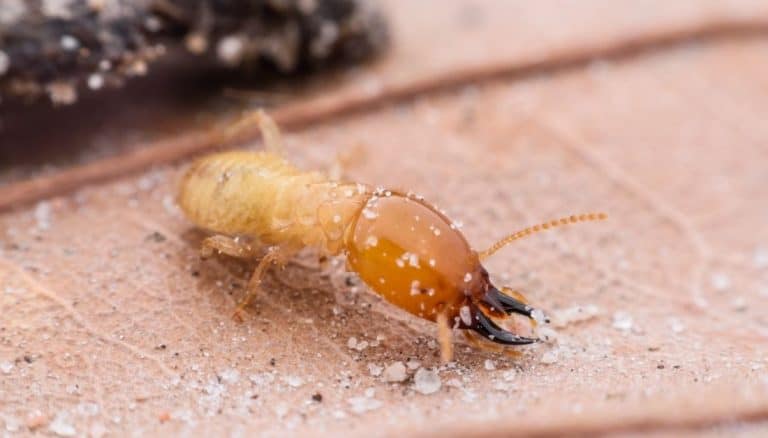 Do Termites Eat Human Food? Termite's #1 Secret [Revealed]