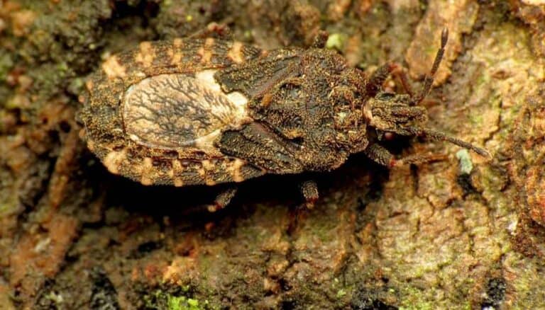 9 Bugs That Look Like Kissing Bugs (With Pictures)