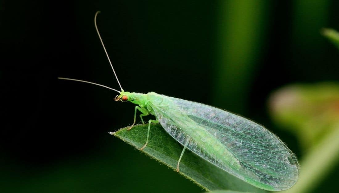 3 Winged Bugs That Look Like Flying Termites