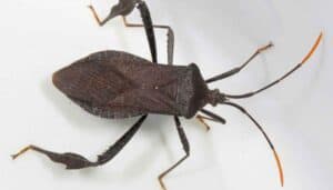 9 Bugs That Look Like Kissing Bugs (With Pictures)