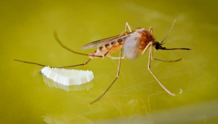 Destroy Mosquito Eggs In Pool In 8 Easy Steps